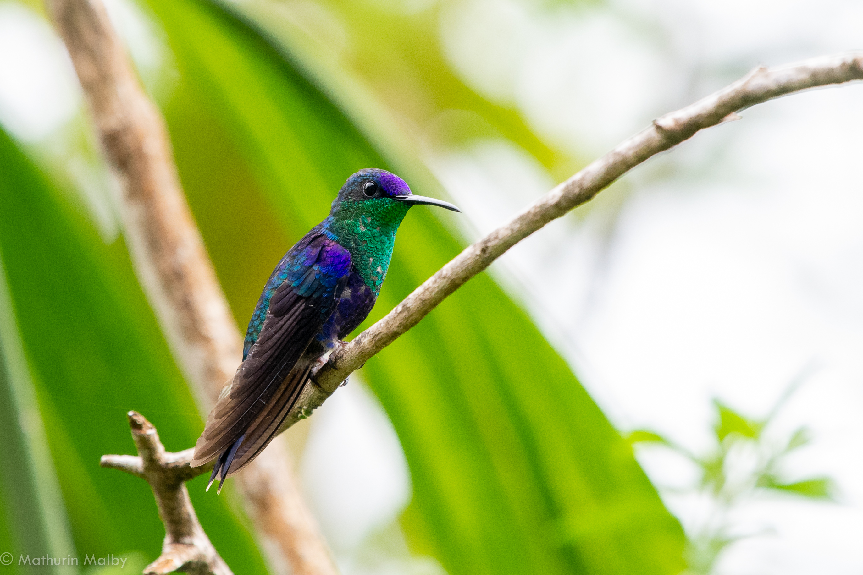 Crowned Woodnymph Wildlife Photography By Mathurin Malby