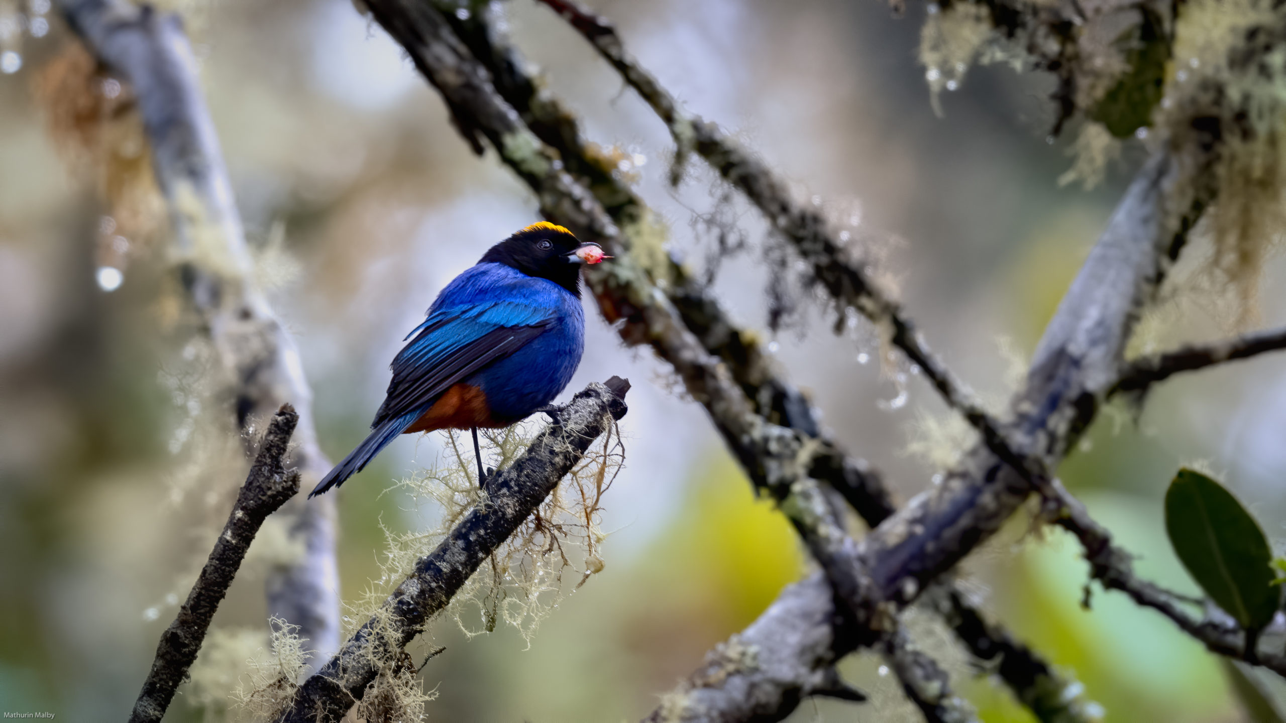 Colombia – Wildlife Photography by Mathurin Malby
