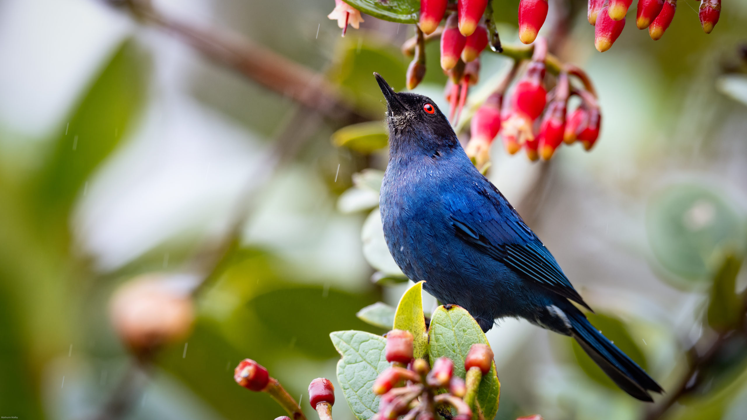 Colombia – Wildlife Photography by Mathurin Malby