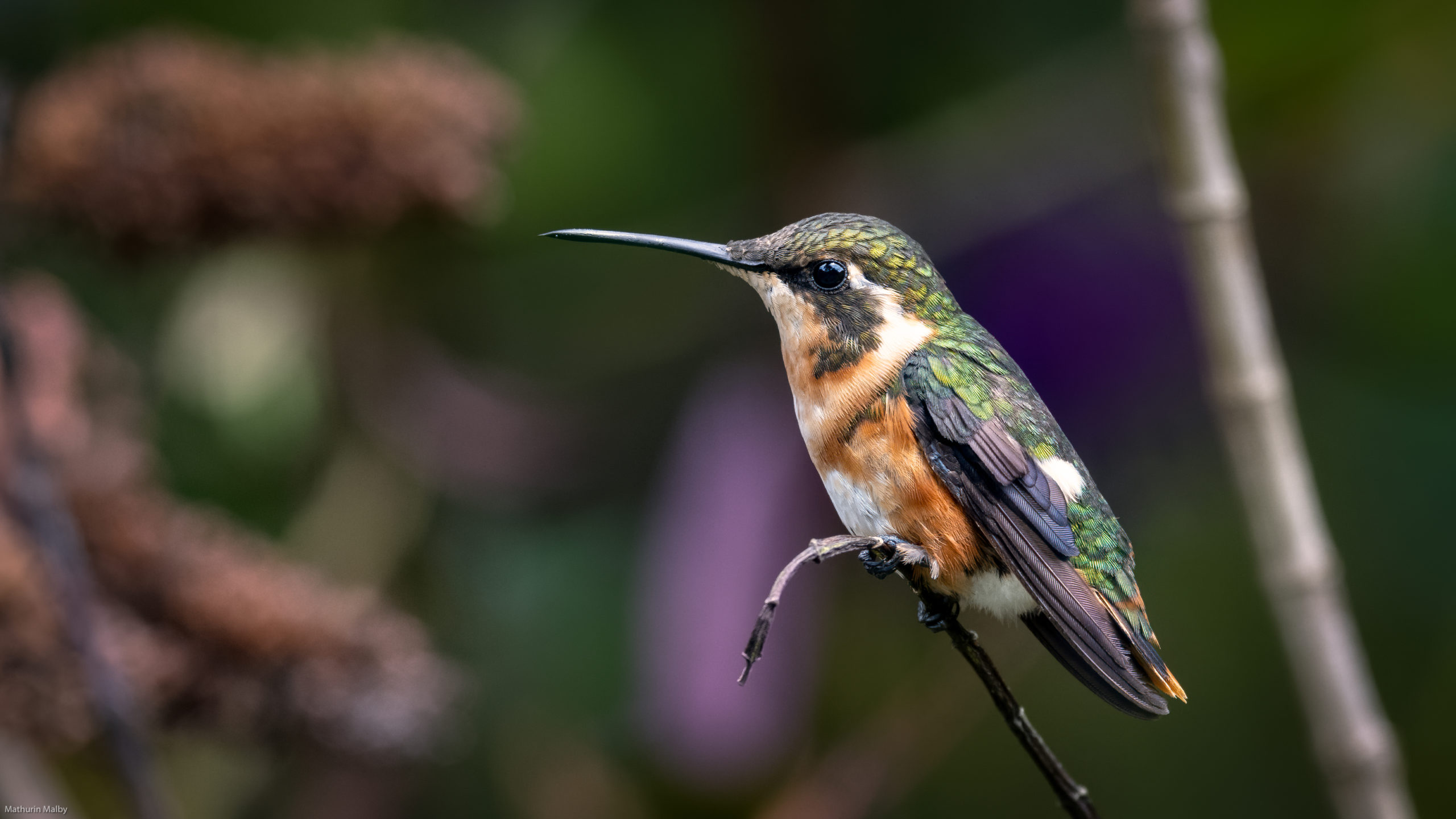 Colombia – Wildlife Photography by Mathurin Malby