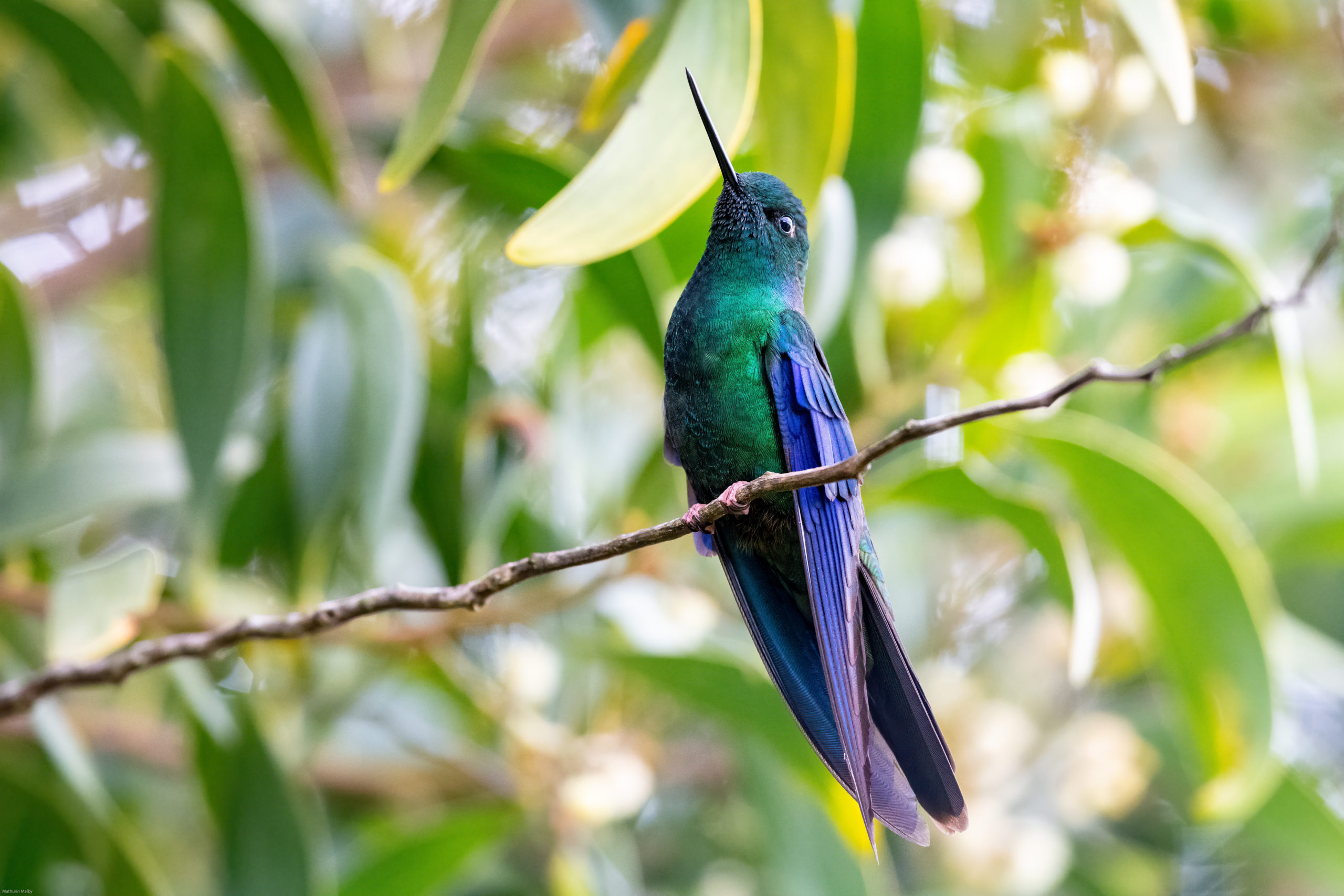 Colombia – Wildlife Photography by Mathurin Malby